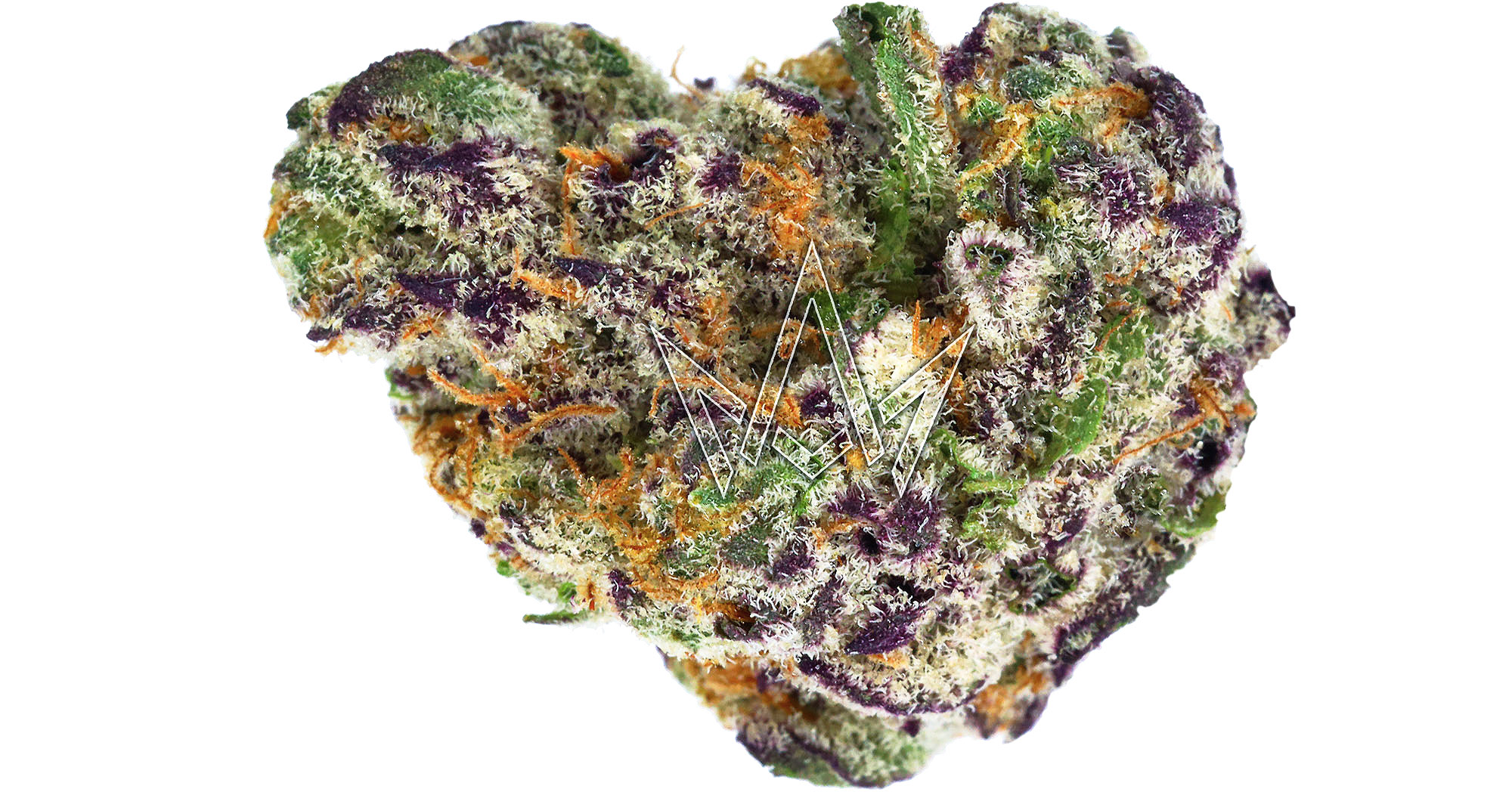 Purple Wizard Strain